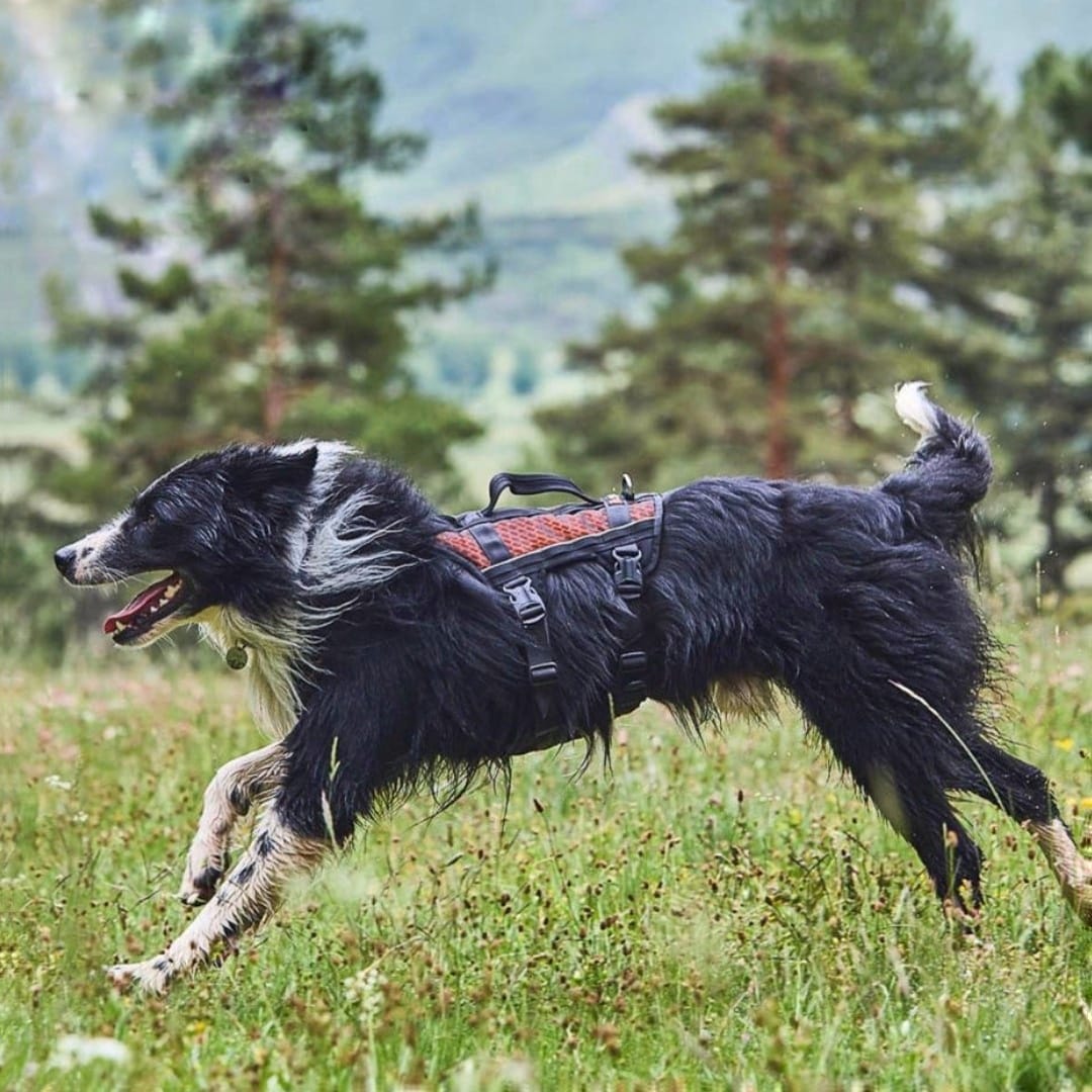 Non-Stop Dogwear Rock Harness Long - Arnés para perros